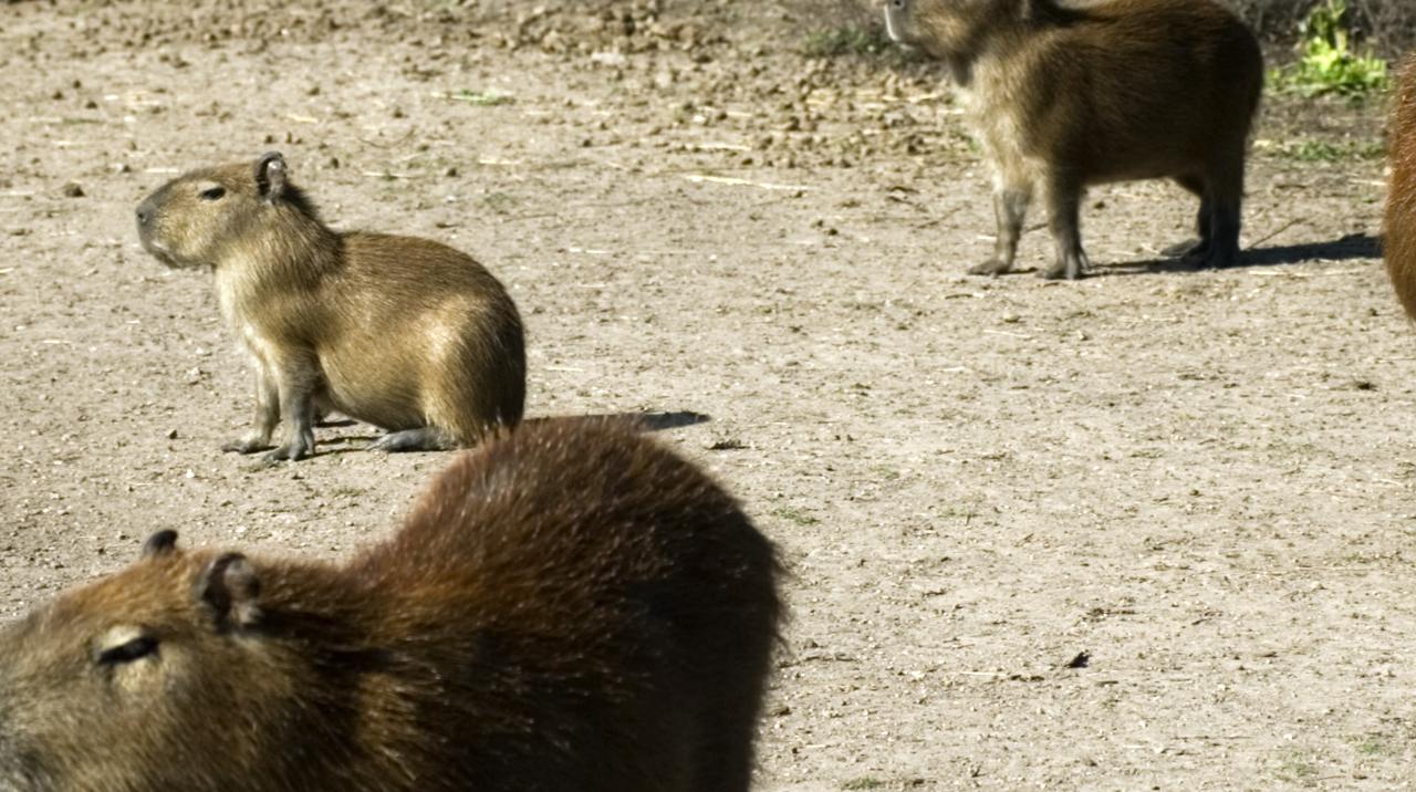 Parque Lecocq | Portal institucional